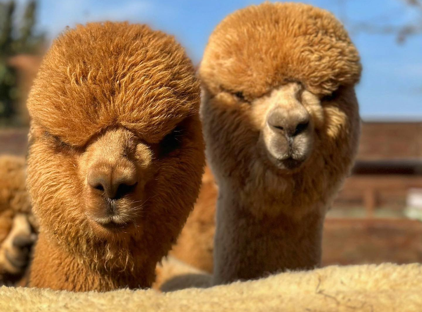 Con gli Alpaca in Tuscia. Un weekend "carino e coccoloso" con i bambini ...